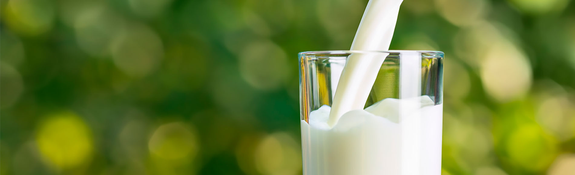 Danone investe R$ 3 milhões em bem-estar animal dirigido à cadeia do ...